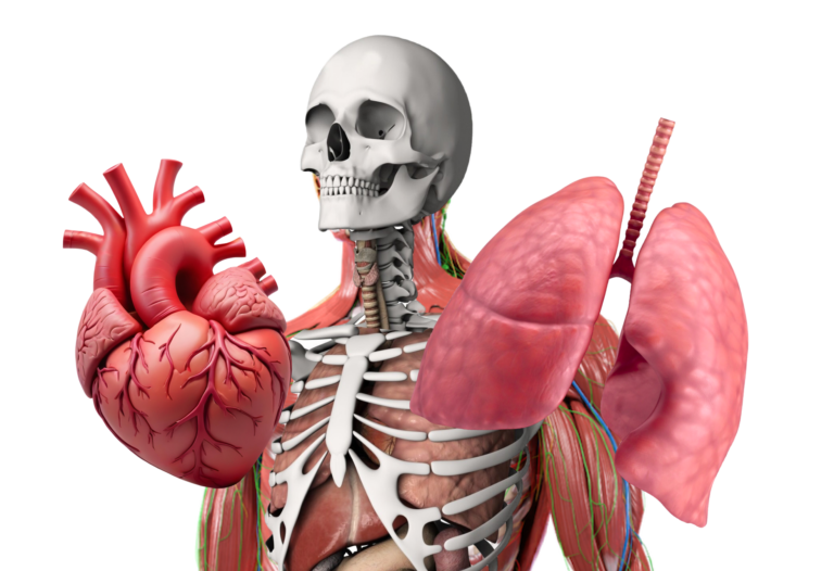 Advanced Digital Cadaver for Medical Education | Brahmarsive